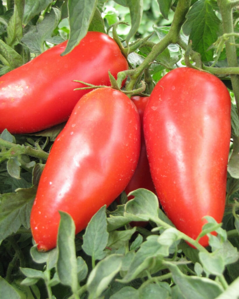 San Marzano Tomato Sauce - Planted in the Kitchen